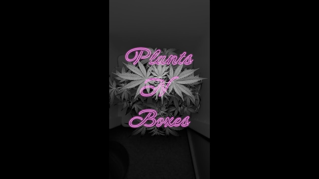 Grow Series Flowering weeks 4 & 5 - YouTube