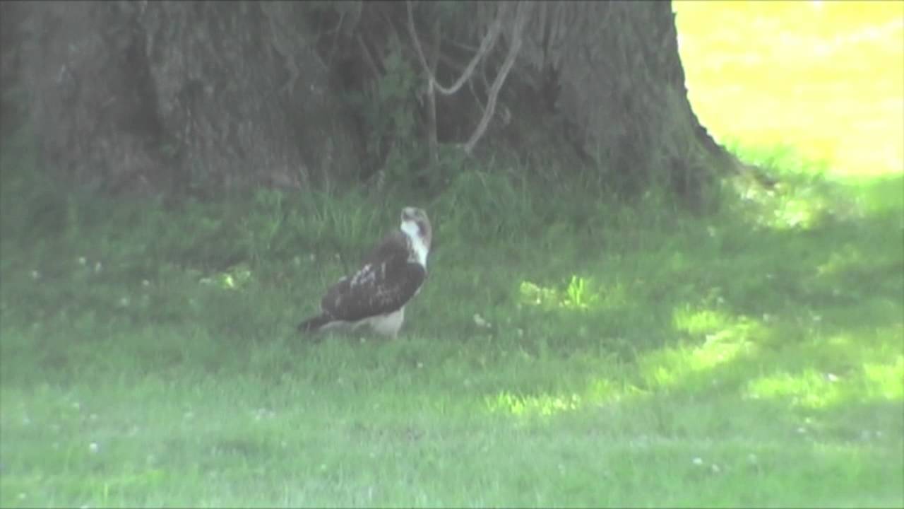 Hungry Hawk - YouTube