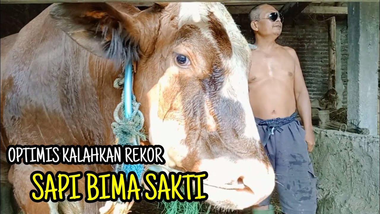 SAPI KANDANG SEDERHANA, HARGA MINTA 200JT, SIAP BERSAING DENGAN WARISO ...