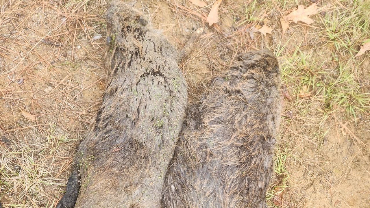 Beaver Trapping Bonus Predator Trapping Tip - YouTube