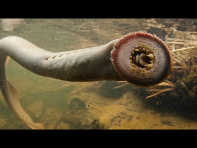 Jawless Fish Superclass Agnatha (jawless Fish, Vertebrates) Diagram