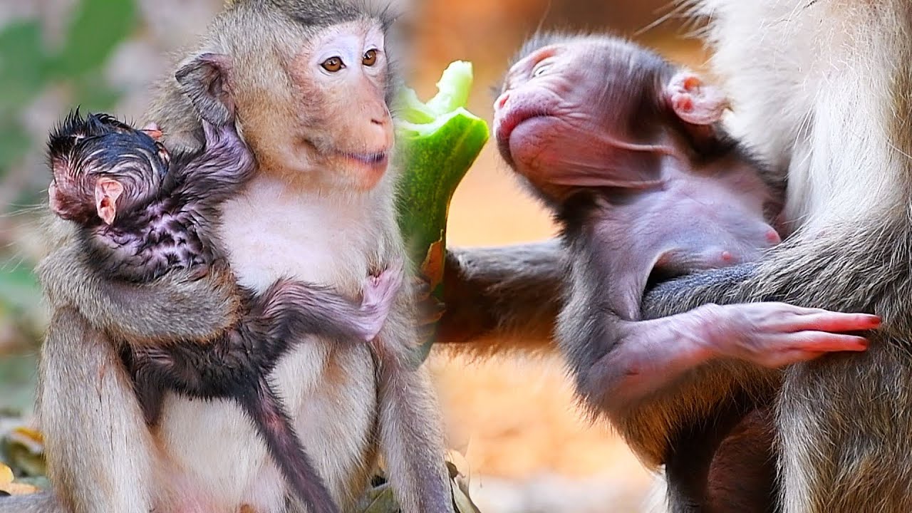The Best Monkey Moments Filled With Love, Warmth, and Laughter ...