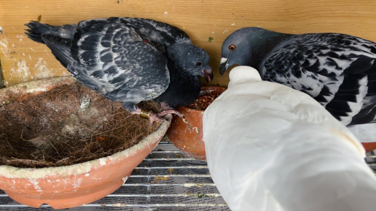 A Beautiful Pigeon Family : Parents Caring for Their Only Chick - YouTube