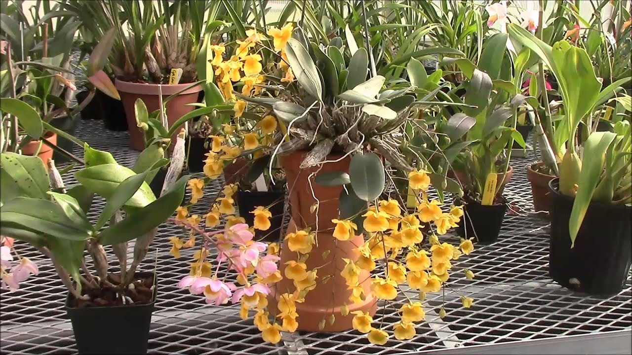 Den aggregatum and farmeri - YouTube