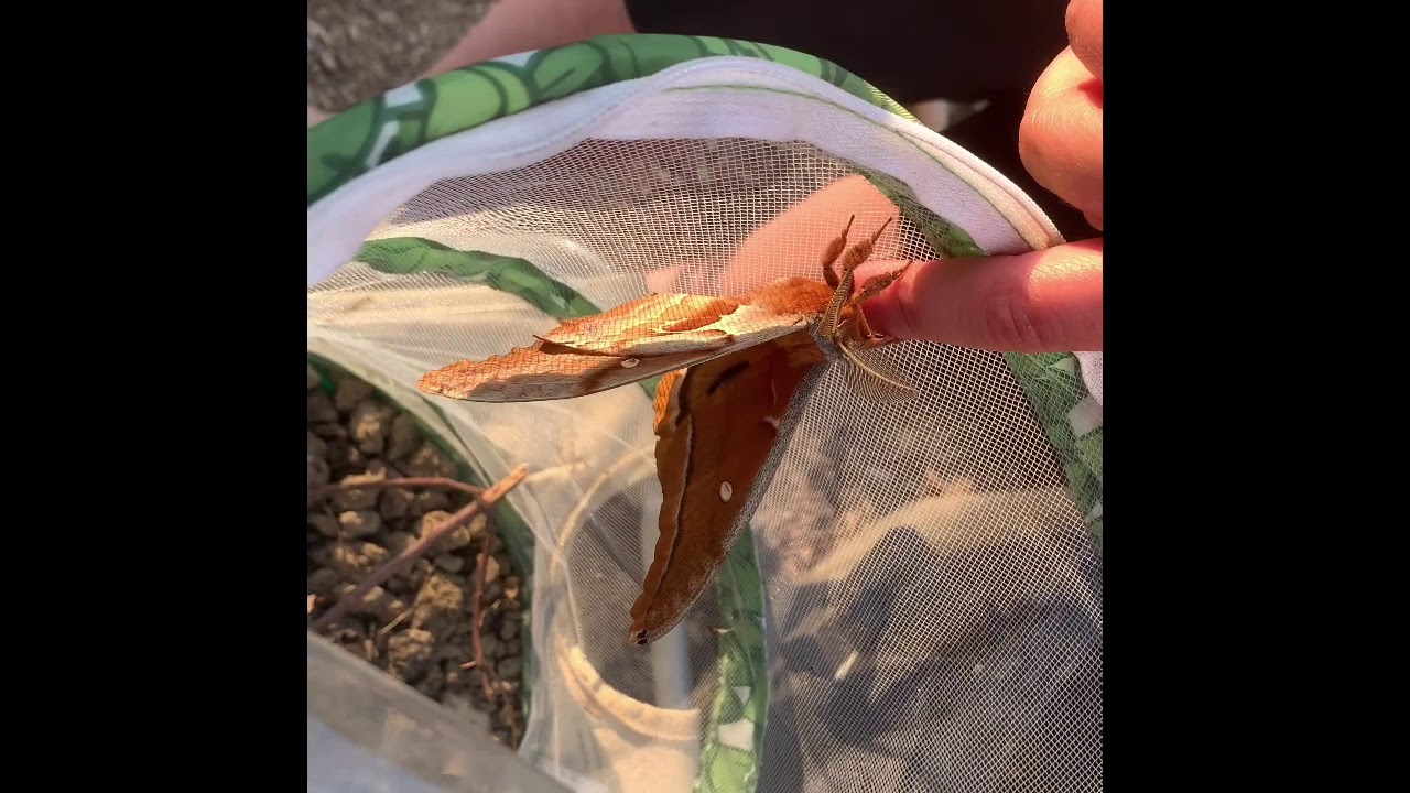 Polyphemus moth just after emerging from its cocoon - YouTube