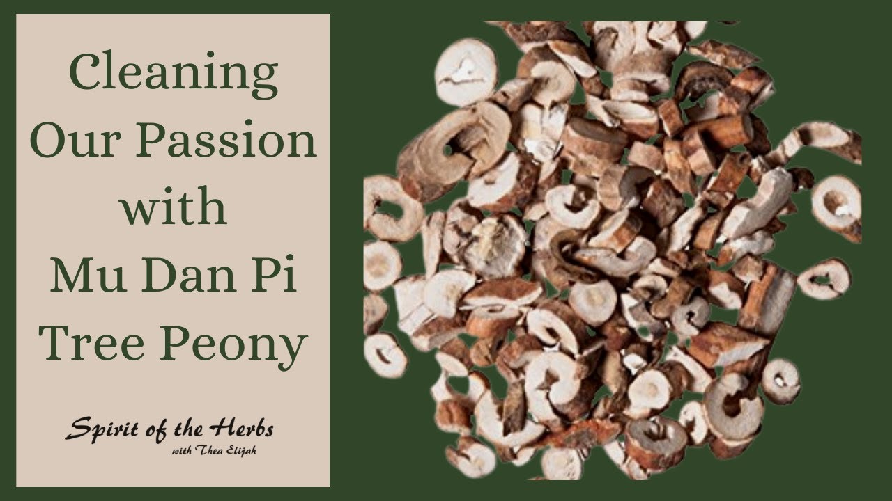 Simmering Heat In the Blood | Mu Dan Pi Tree Peony | Herb of the Week ...