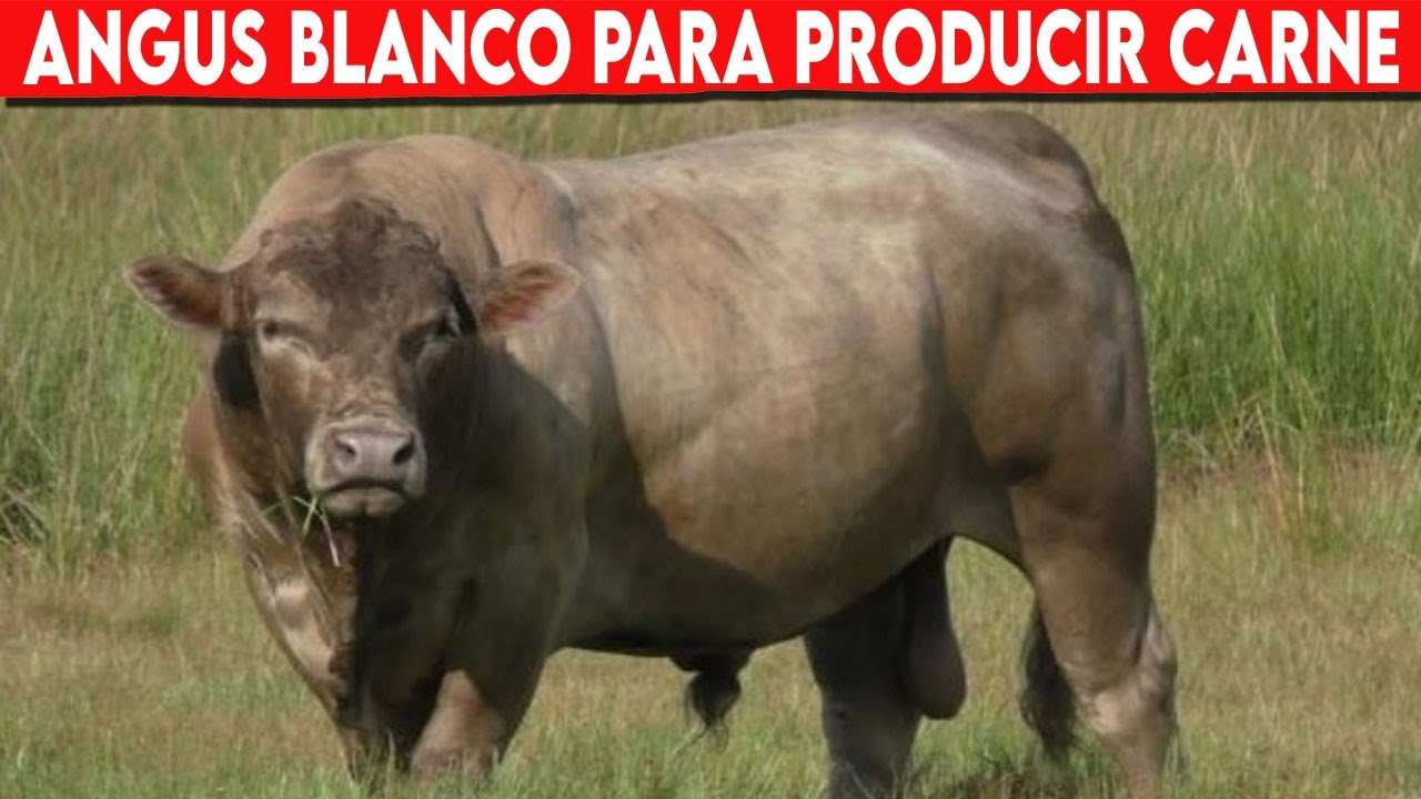 🔴 ANGUS Blanco Para Producir CARNE De Calidad En CLIMAS Cálidos Carne y ...