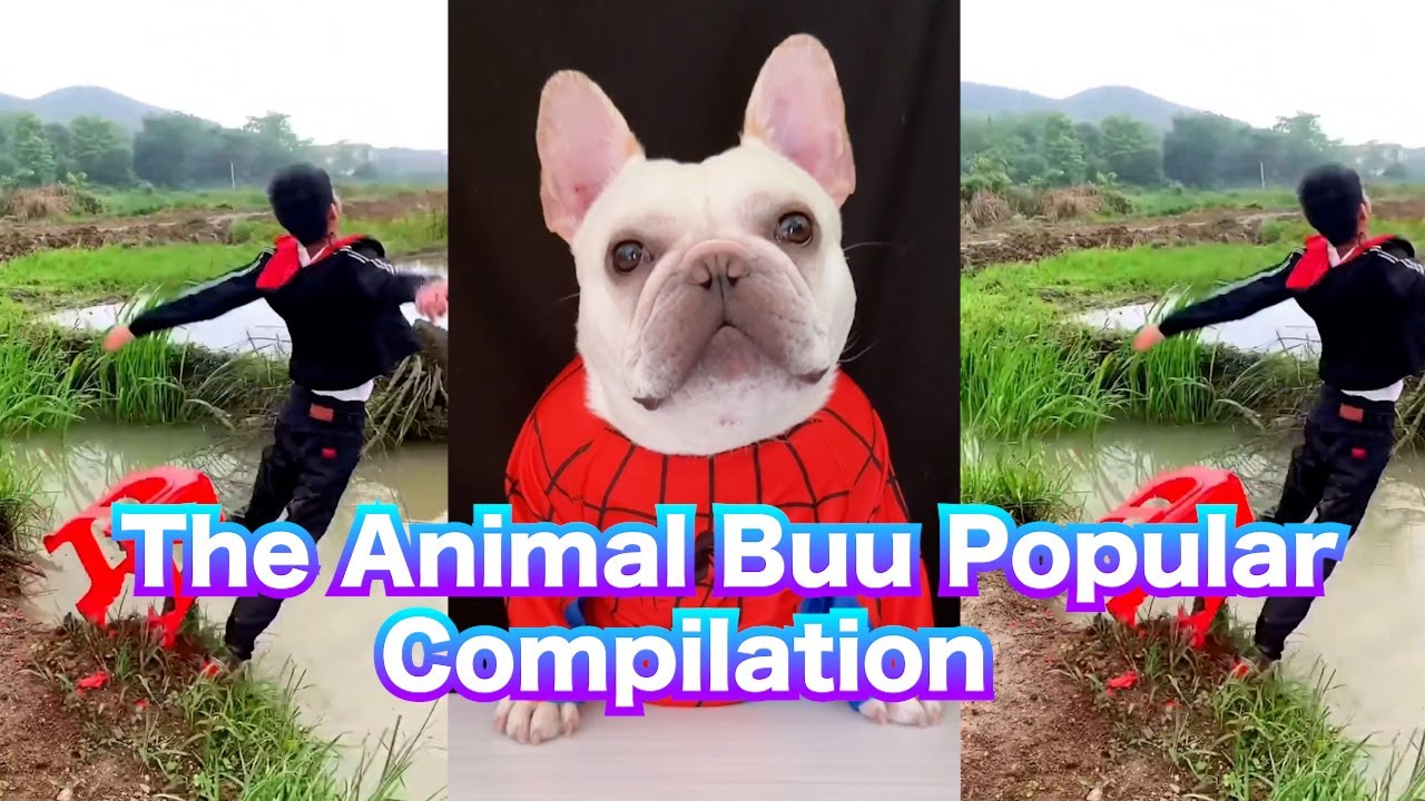 The Animal Buu Compilation | the most Fuuny collection41 #theanimalbuu ...