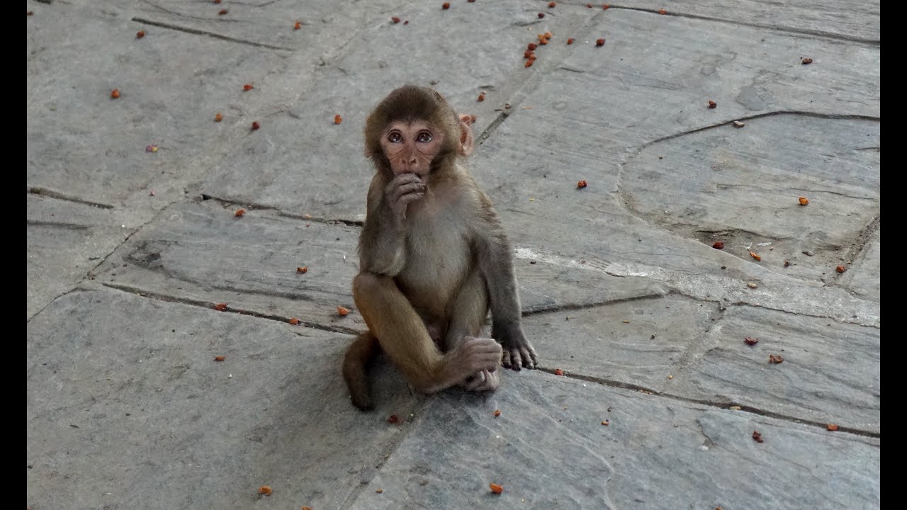 Kathmandu Monkeys at Swayambhu Mahachaitya (Monkey Temple) - Nepal ...
