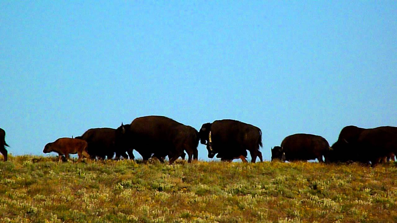 Wild buffalo herd 2, Henry Mountains, southern Utah - YouTube
