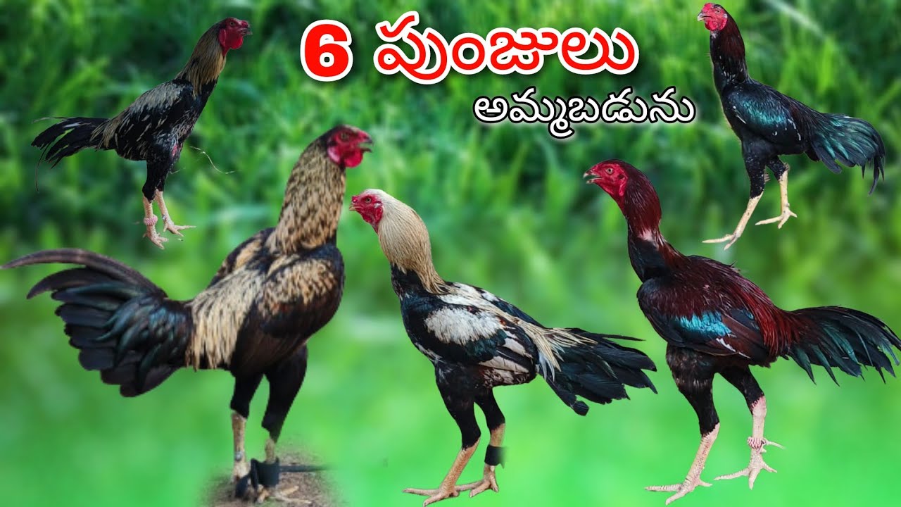 #KVR BREEDES#9515419334#peru cross chicks#patta punju#birds#chicken# ...