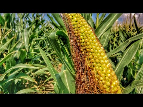 Karapınar Çiftçisinin Sorunları ve Çözümleri Röportajı (2019)