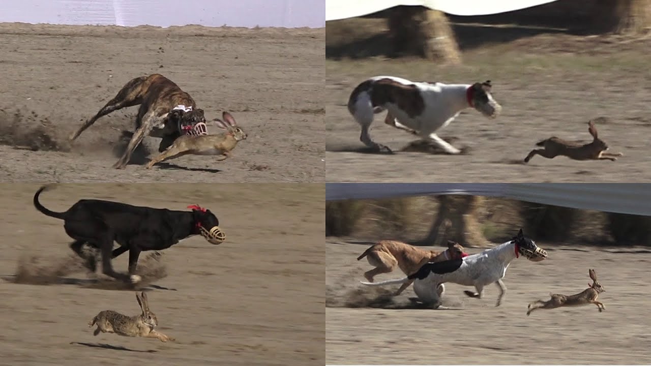 Hare coursing 2022 | Dog vs rabbit race | Greyhound races - YouTube