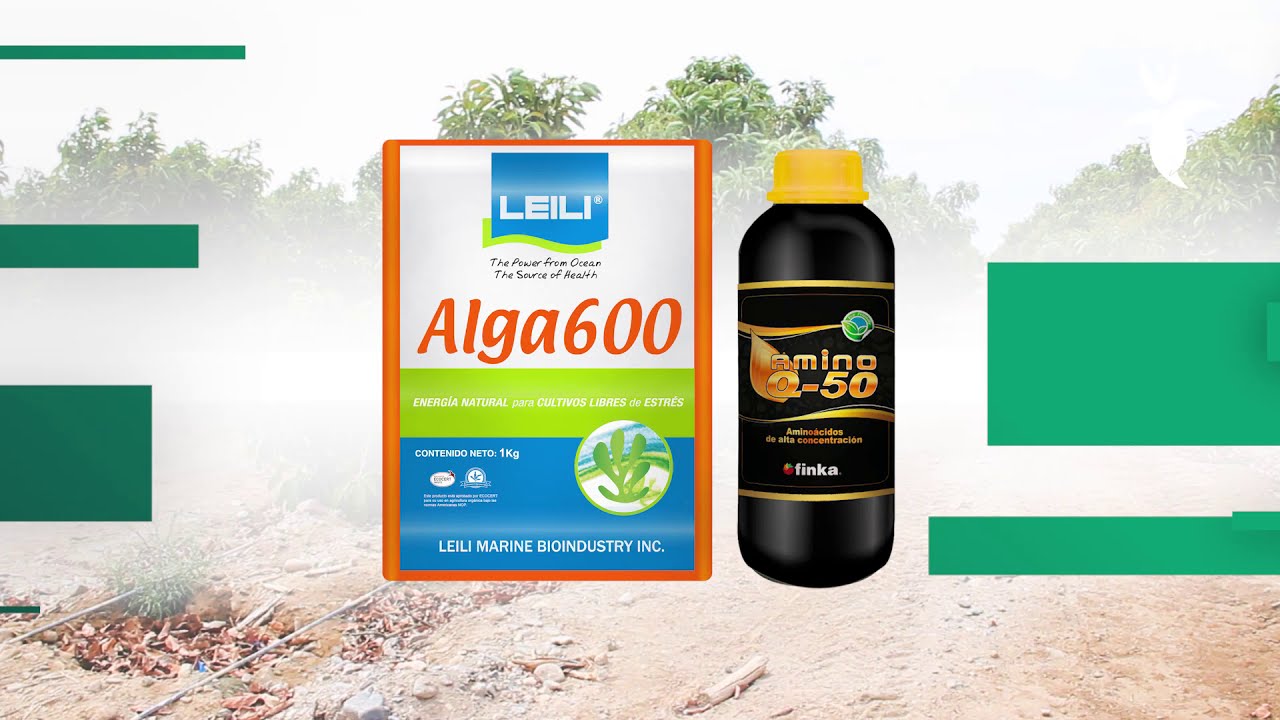 🥑 ALGA 600 en el cultivo de palto 🥑 - YouTube
