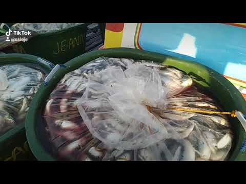 51 TAB of Tamban(Lawlaw) |3 Kens Fishing Boat 🚢 |#skl #fyp - YouTube