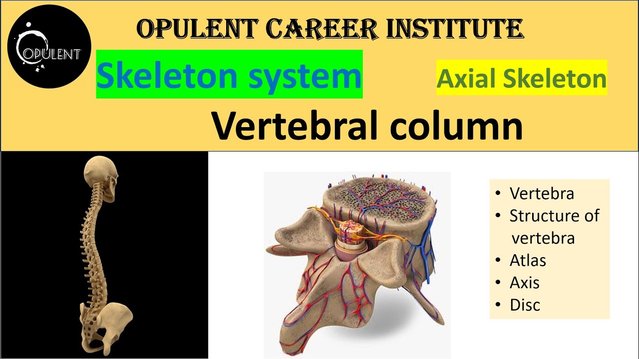 Vertebral column || Axial Skeleton || Skeleton system || Anatomy - YouTube