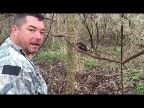 Snaring big boar hogs - YouTube