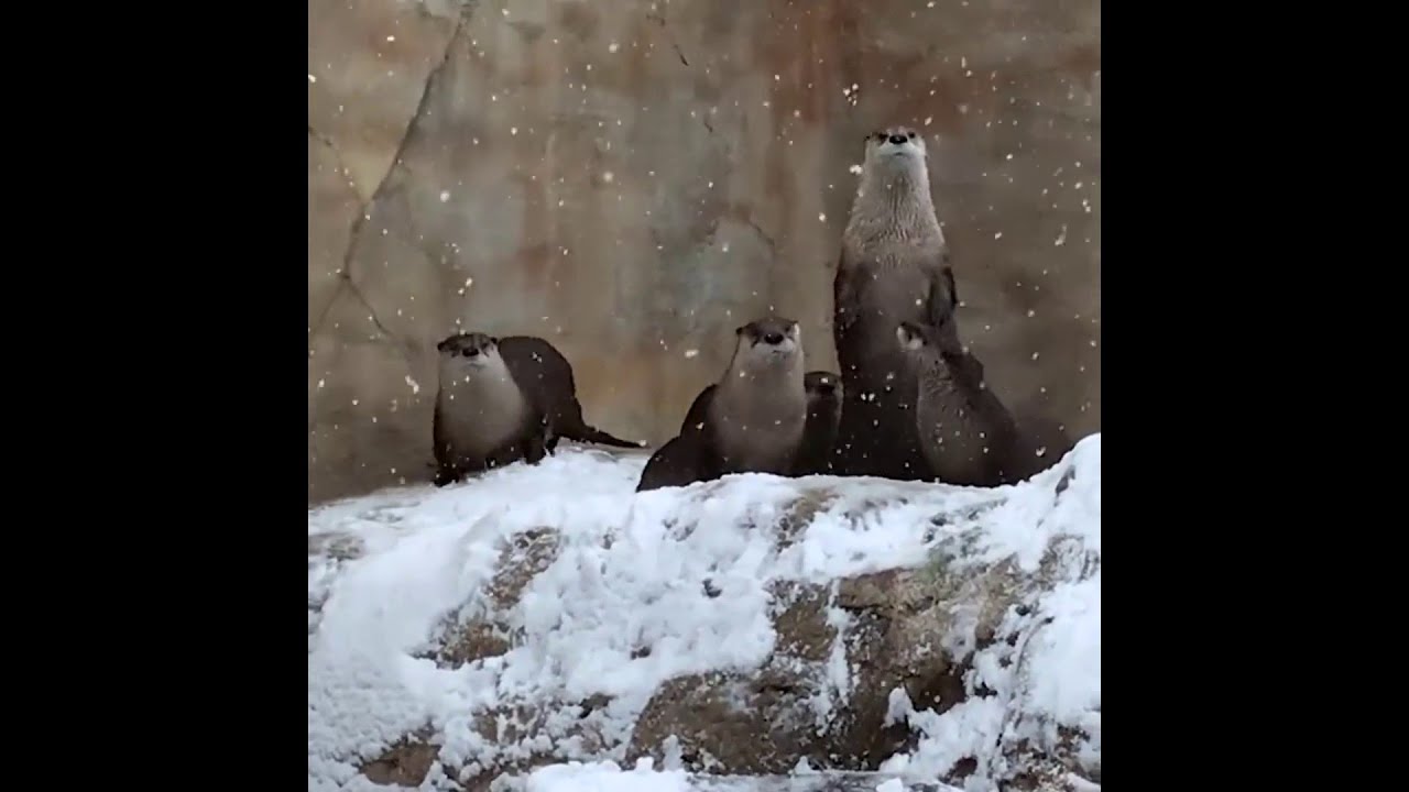 Otter pups watch the snow as a winter storm hits the Milwaukee Zoo ...
