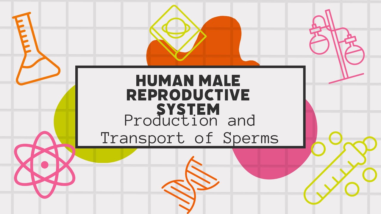 Human Male Reproductive System | Production &Transport of Sperms in ...