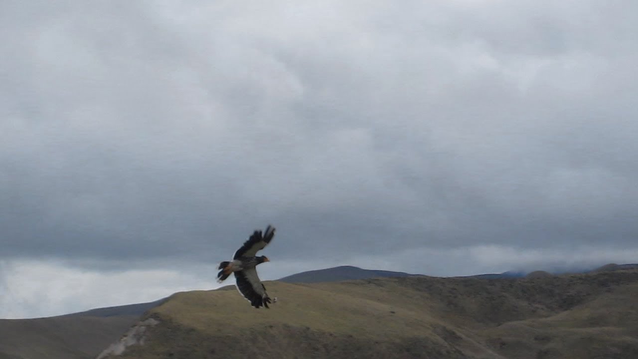 Parque Nacional Cotopaxi - Anas andium - Phalcoboenus carunculatus ...