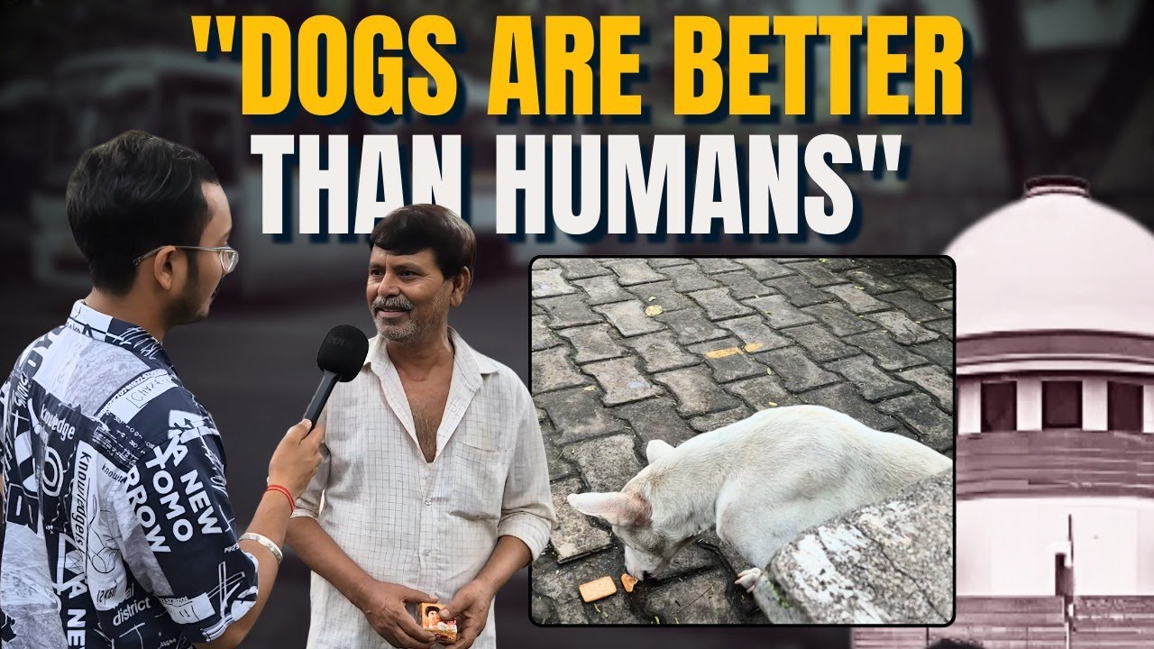 He's Been Feeding A Stray Dog For 5 Years, What Does SC Order Mean For ...