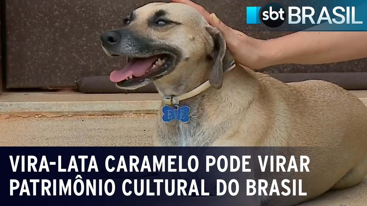 Vira-lata caramelo pode virar patrimônio cultural imaterial do Brasil ...