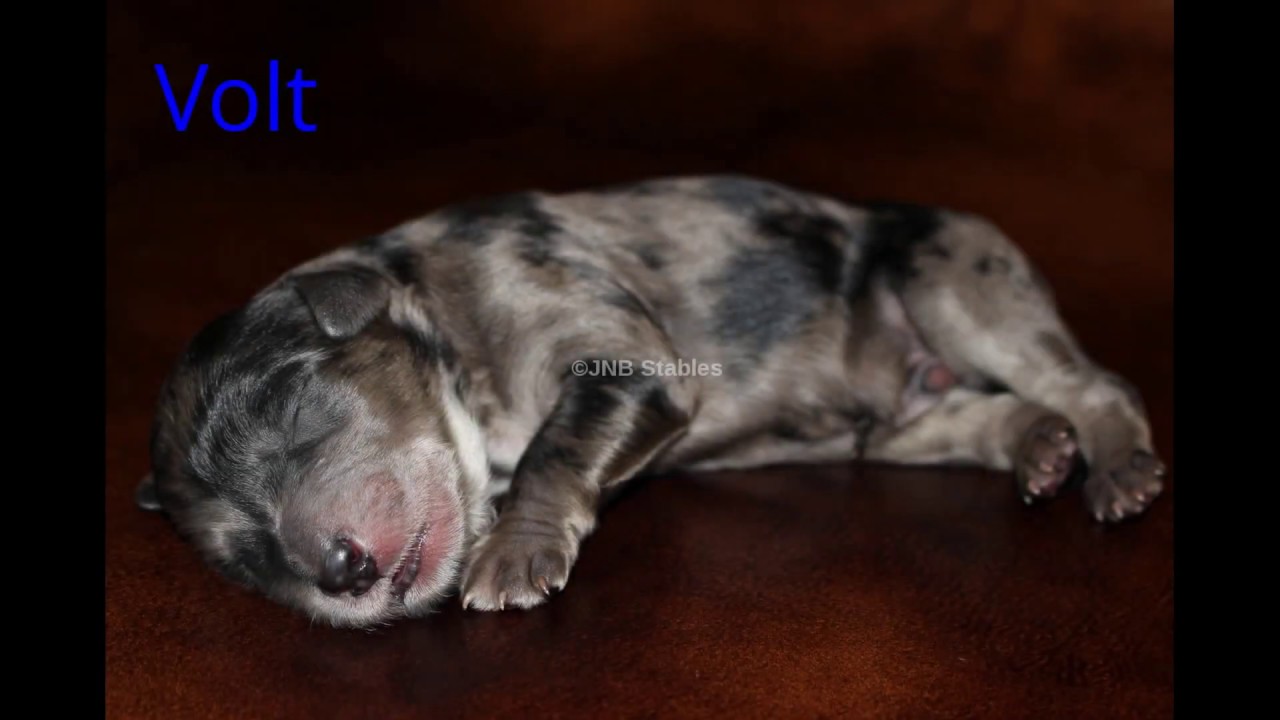 Volt- Volhard Puppy Aptitude Testing - YouTube