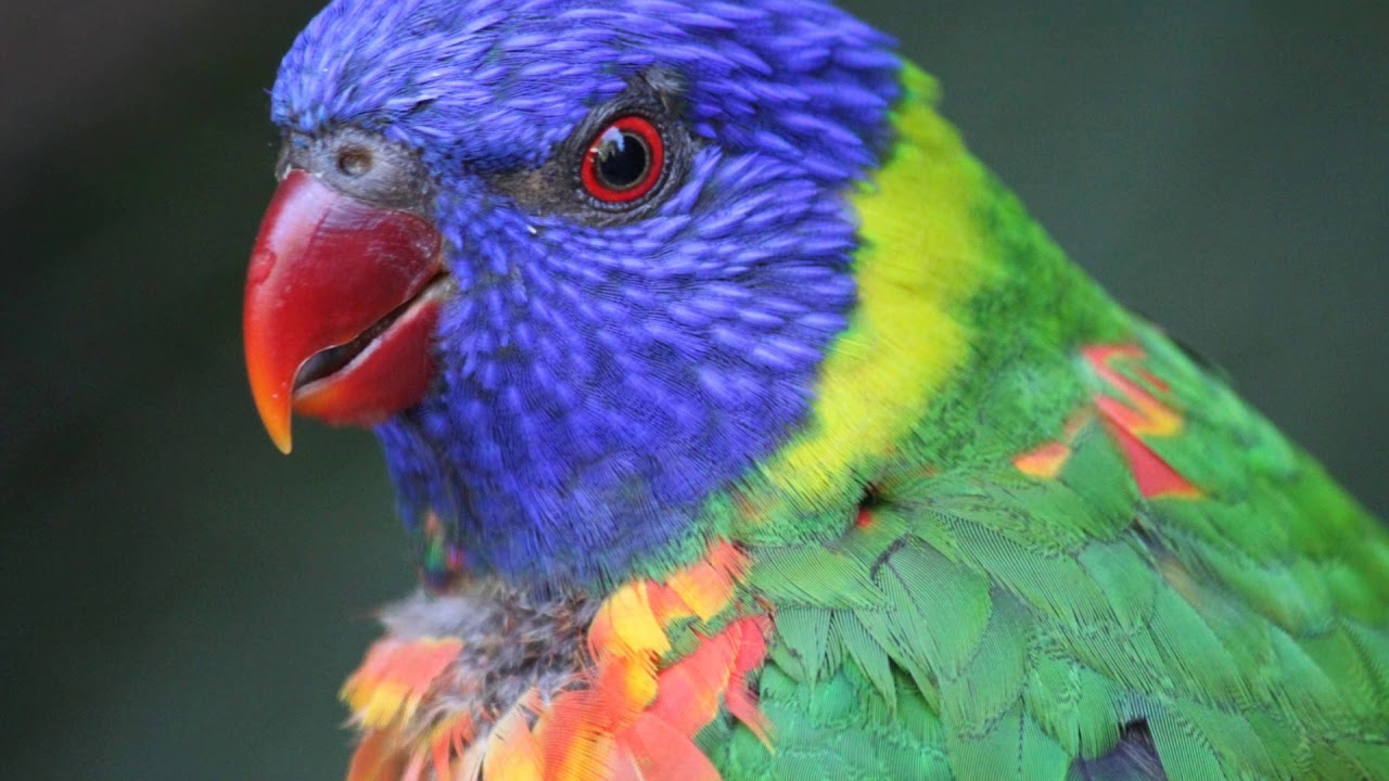 Parrots for children - AFC (попугай, papagaio, loro, 鸚鵡, Papagei ...