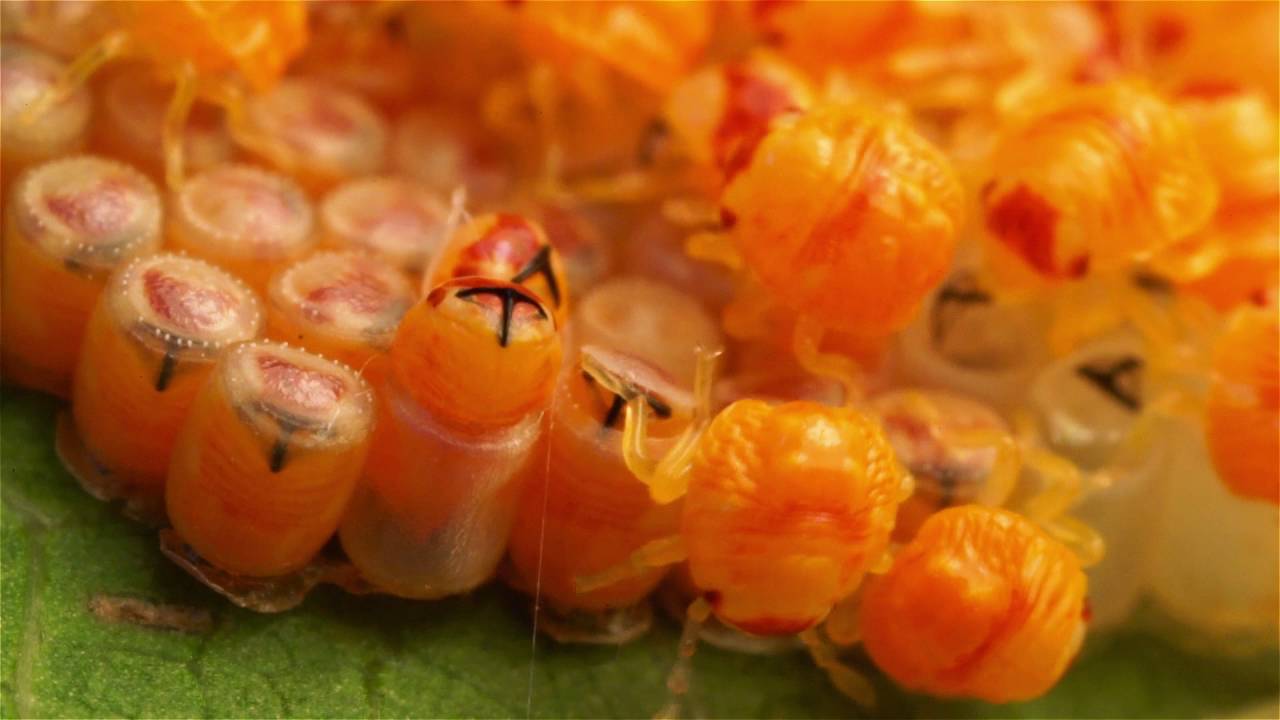 Shield bug / Sting bug babies hatching - YouTube