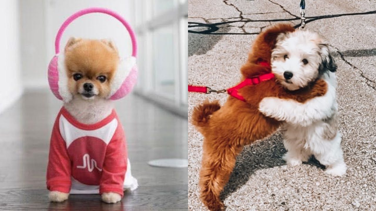 Baby dogs | Cute and funny dog videos Compilations #4 | Funniest dogs ...
