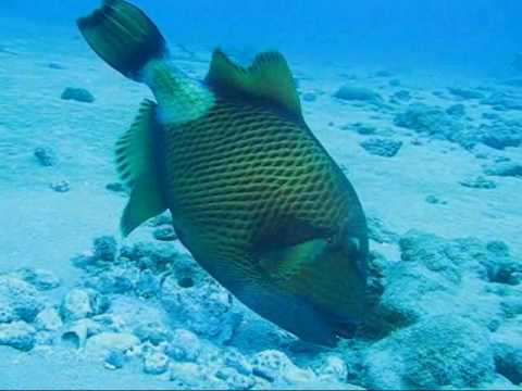 diving mauritius, flic en flac, trigger fish attack mit sea-urchin ...