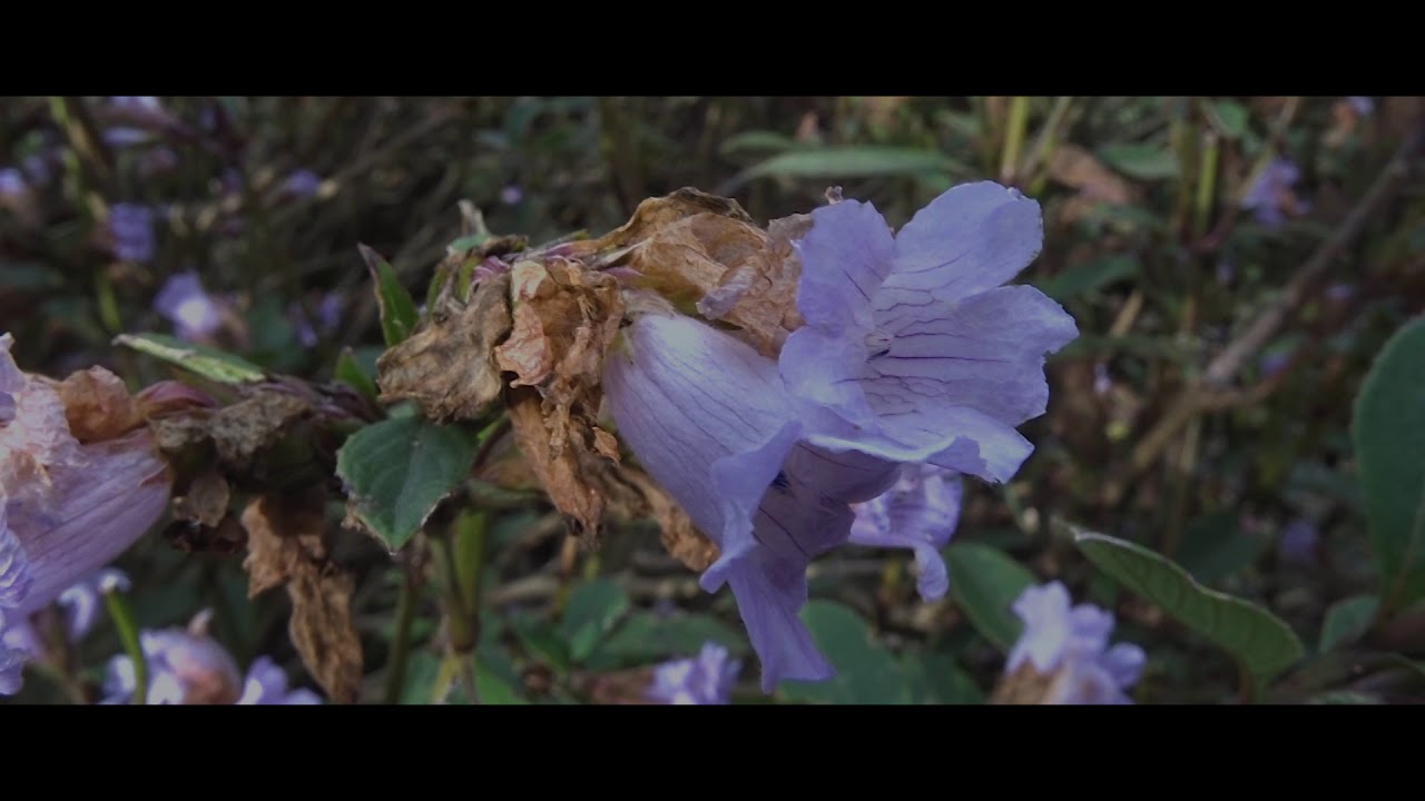 Kurinji Flower Bloom In Kodaikanal 2018 | Best Flower Site