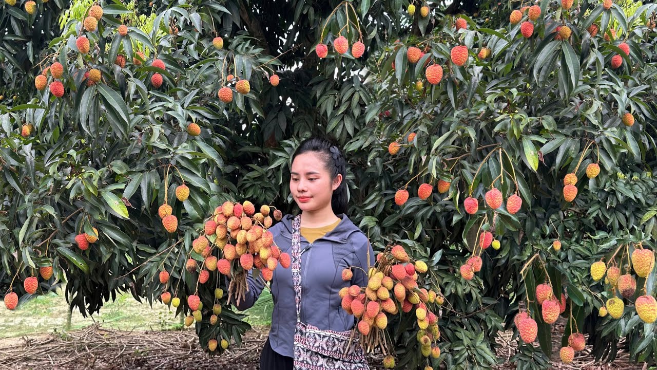 Harvesting red lychees to sell at the market - taking care of the ...