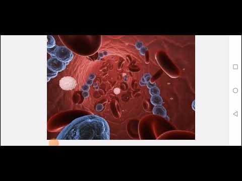 Bactériémie - YouTube