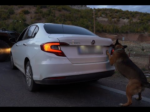 Luna, yedek lastiğe saklanmış uyuşturucuyu buldu