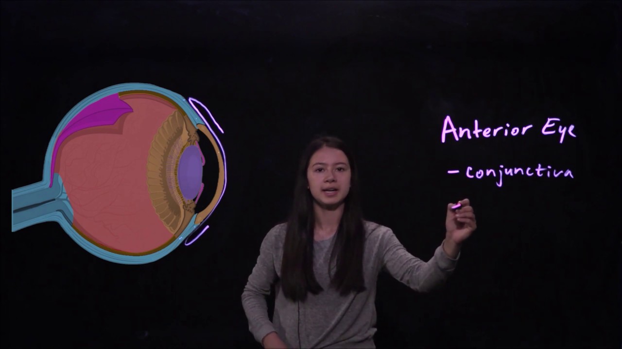 Anterior Eye: Conjunctiva and Tenon's Capsule - YouTube
