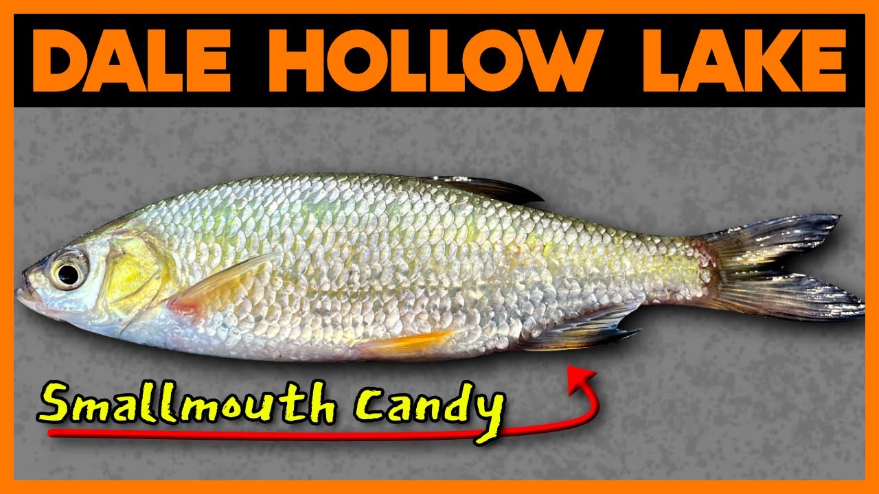 Fishing Dale Hollow Lake With Little Buddies | Live Bait Fishing For ...