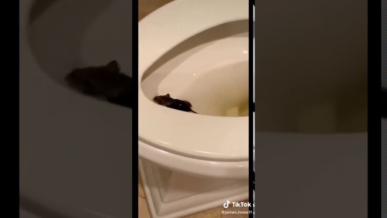 Swimming mouse prank (Must see) - YouTube