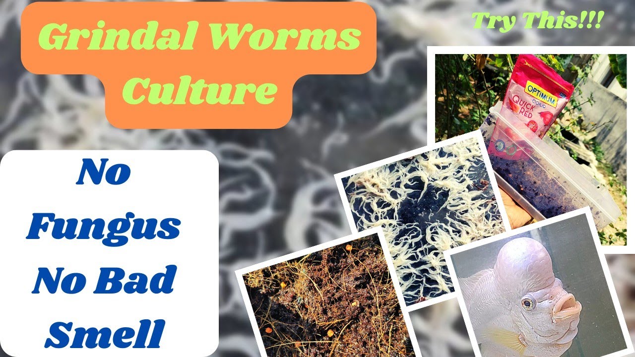 Grindal Worms Culture | Avoid Bad Smell And Fungus | Bubbles Aqua ...