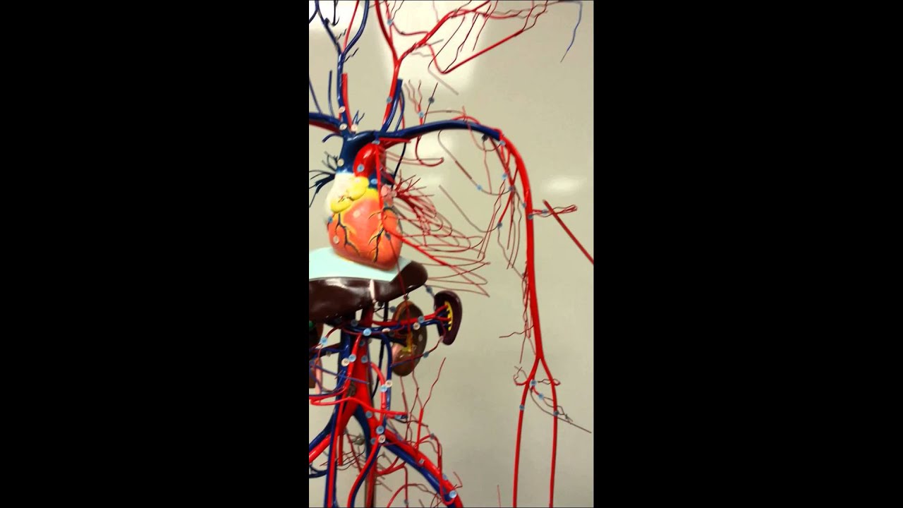 Wire Man Model Bio 140 - YouTube