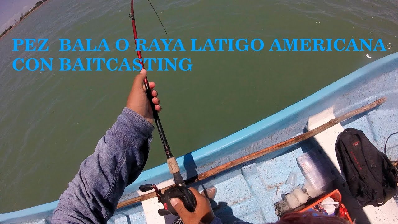Pez bala o Raya latigo Americana con baitcasting - YouTube