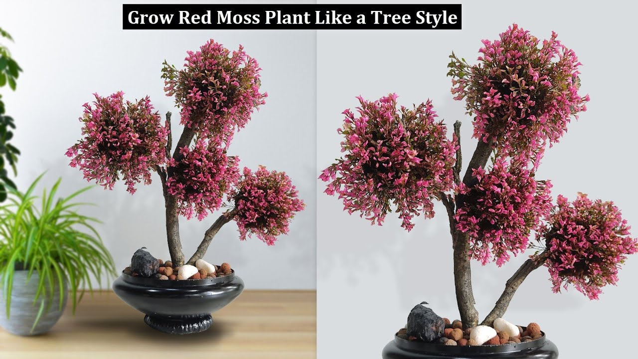 Believe! This Red Moss Tree Making With Real Plants | Plants Growing in ...