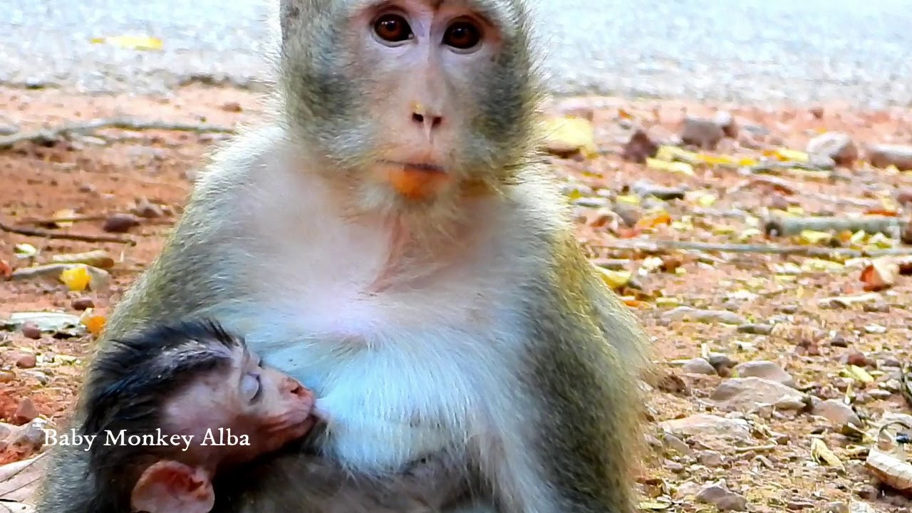 GREATFUL! MONKEY ANNA BREASTFEEDING BABY MONKEY ALBA - YouTube