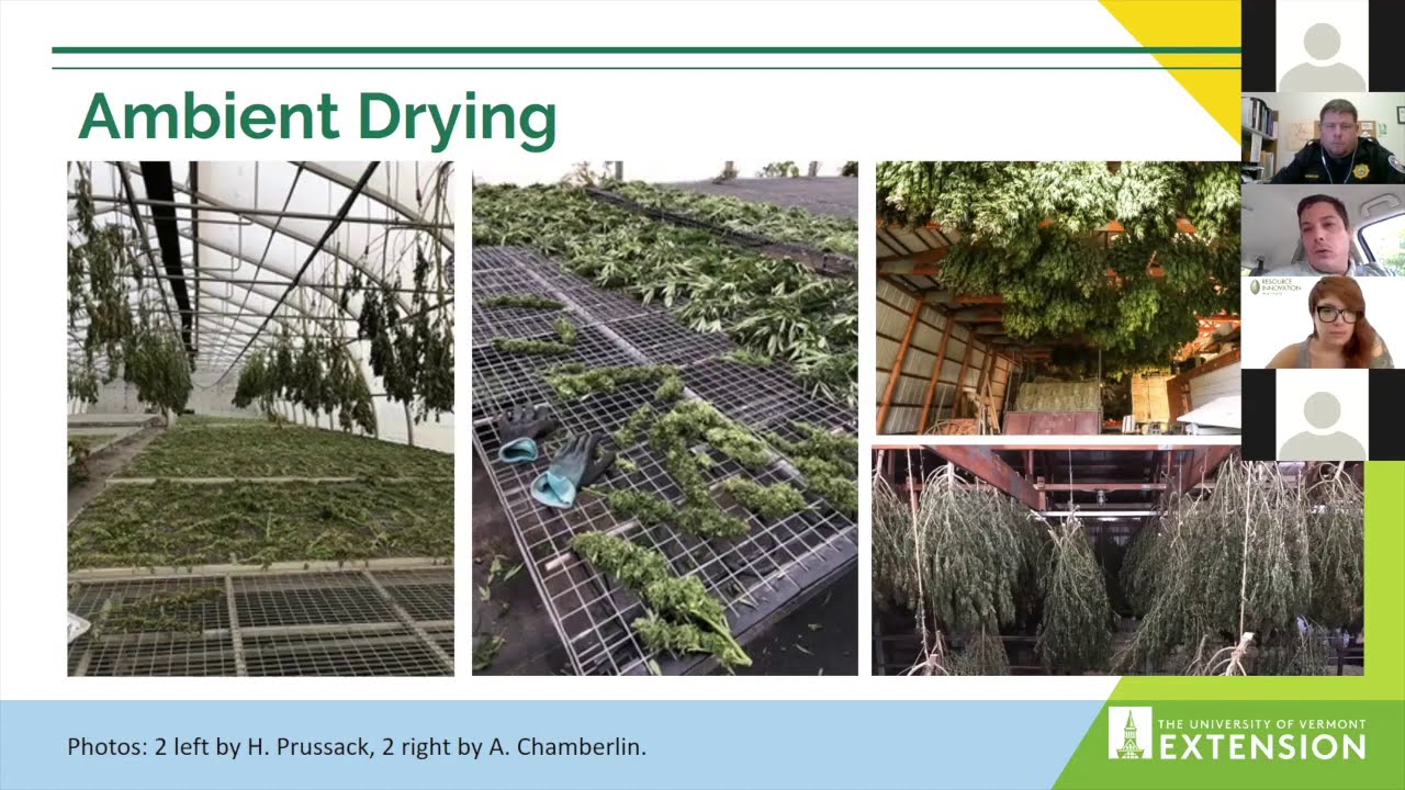 CBD Hemp Post-Harvest with an Emphasis on Drying - YouTube