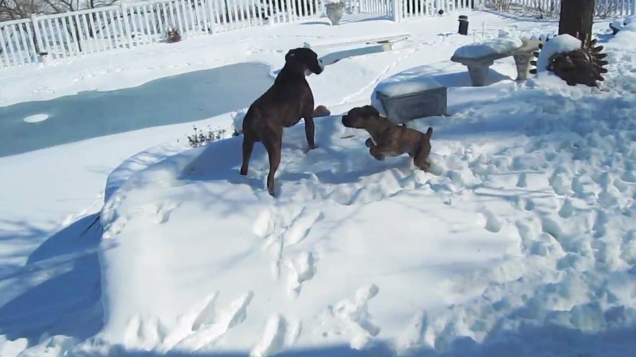 Brock the Boxer Puppy Playing in the Snow With Jack the Boxer! - YouTube