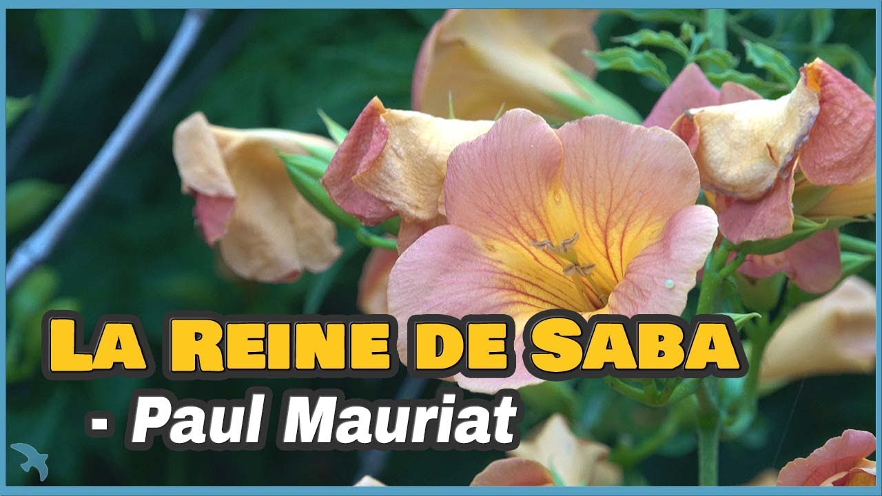 [4K] Paul Mauriat - La Reine de Saba (The Queen of Sheba) 1967 ...