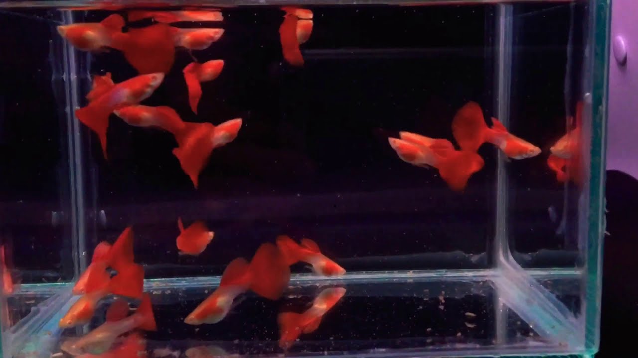 Albino Japan Blue Full Red High Shark Fin - YouTube