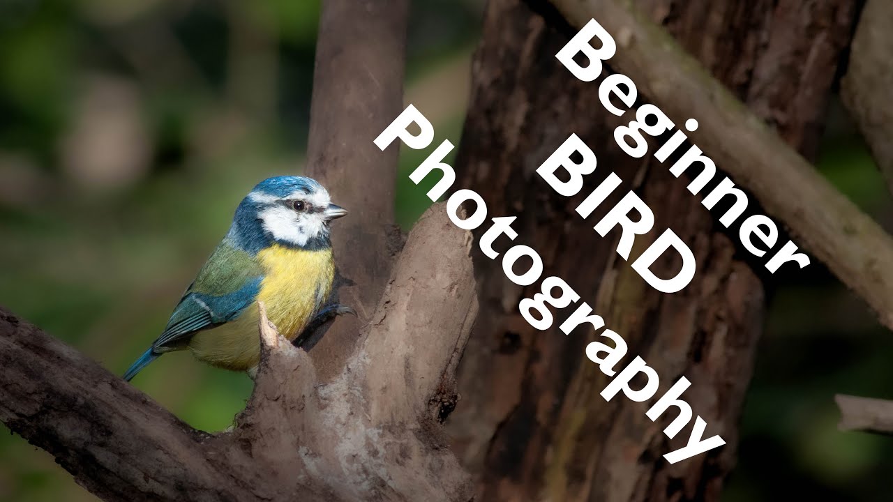 Bird Photography | Tips and Tricks for Great Results - YouTube