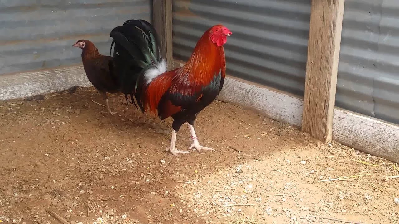 Gallo semental lacy round head - YouTube