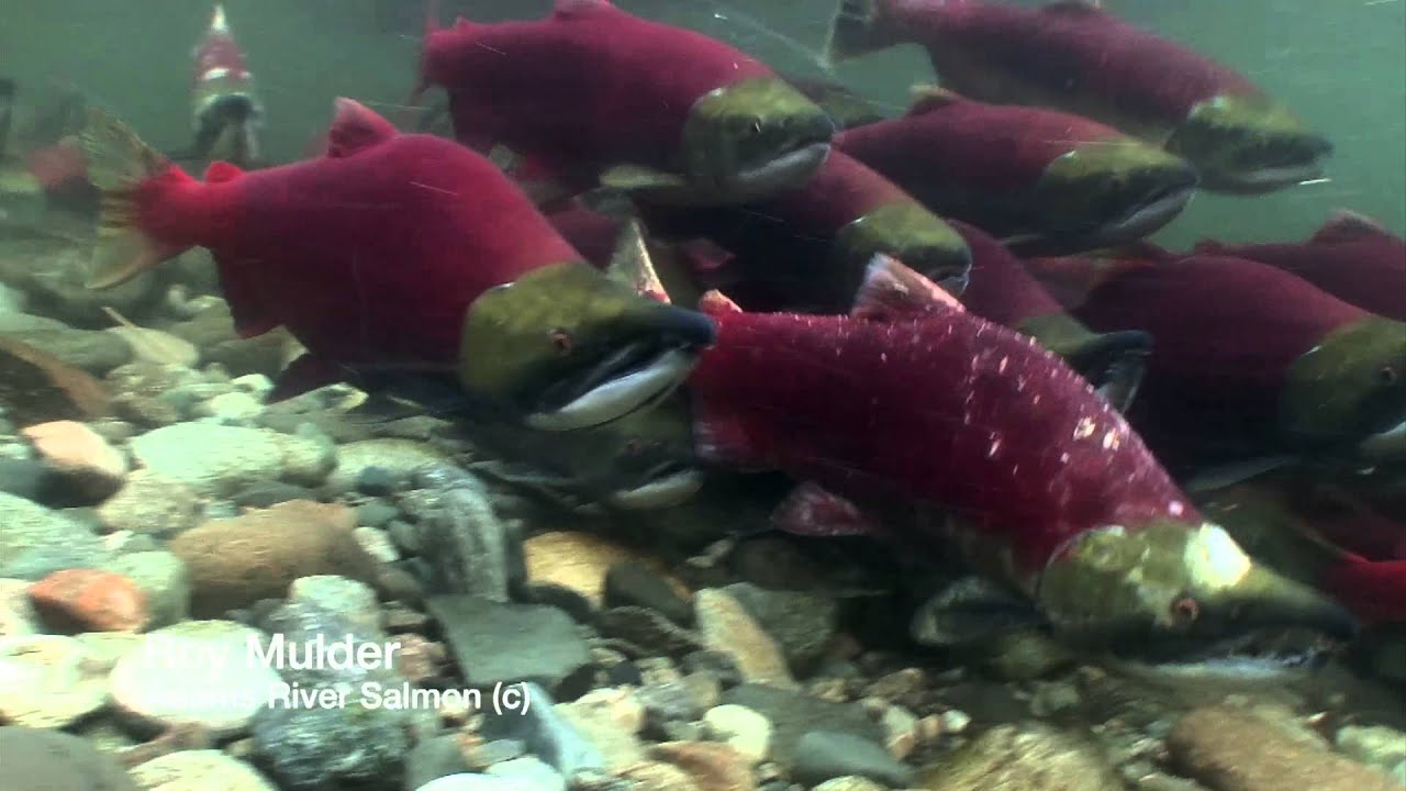 ADAMS RIVER SALMON VINE - YouTube